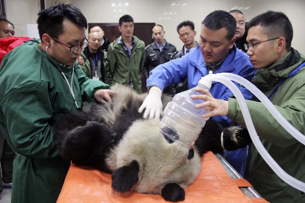 Natureza - Panda gigante doente é resgatado e recebe tratamento na China