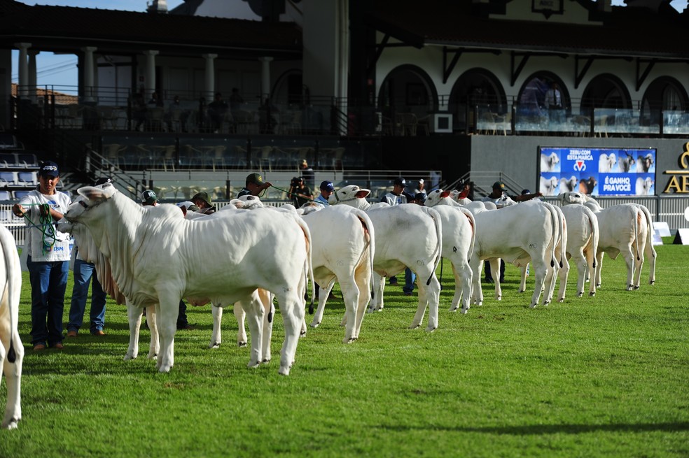 ExpoZebu 2019: Com shows e grande variedade gastronômica feira deve ...