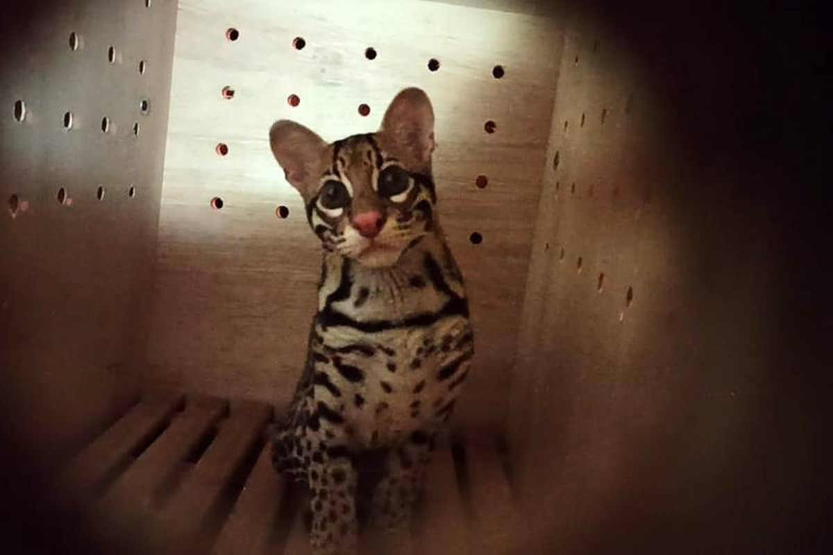 Jupará e jaguatirica são devolvidos à natureza em área de preservação ...