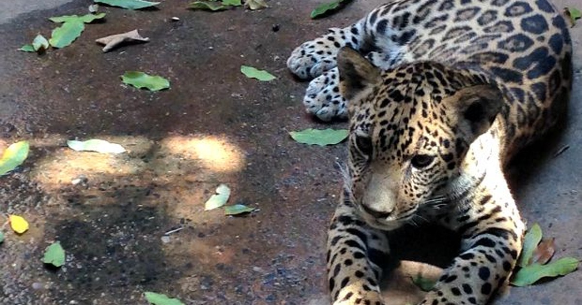 G1 - 'Bebê-onça' resgatado de fazenda de MT será levado para instituto ...