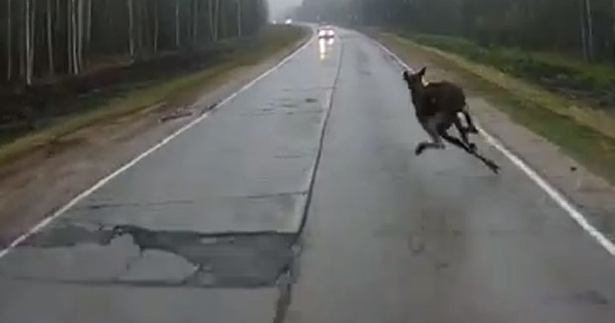 G1 - Alce tenta atravessar pista molhada e leva tombo na Rússia ...
