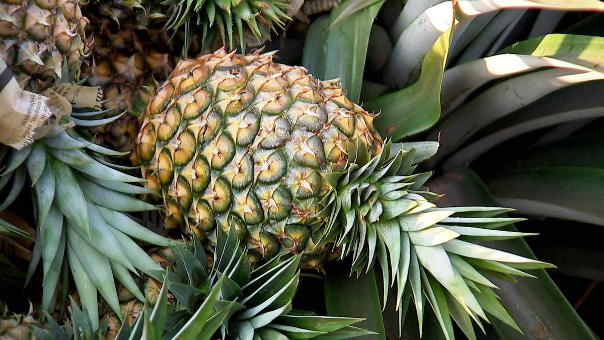Produtores colhem safra do abacaxi no noroeste paulista | Nosso Campo | G1