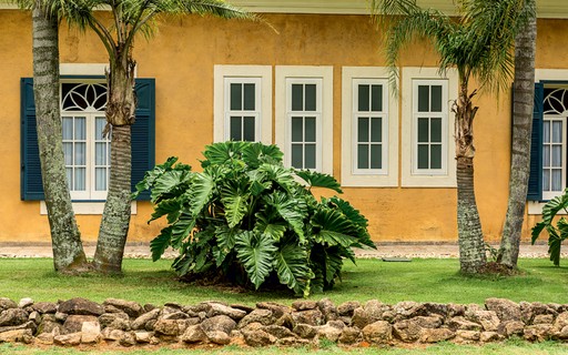 Como cuidar da espécie guaimbê-ondulado - Casa e Jardim | Seleção Natural