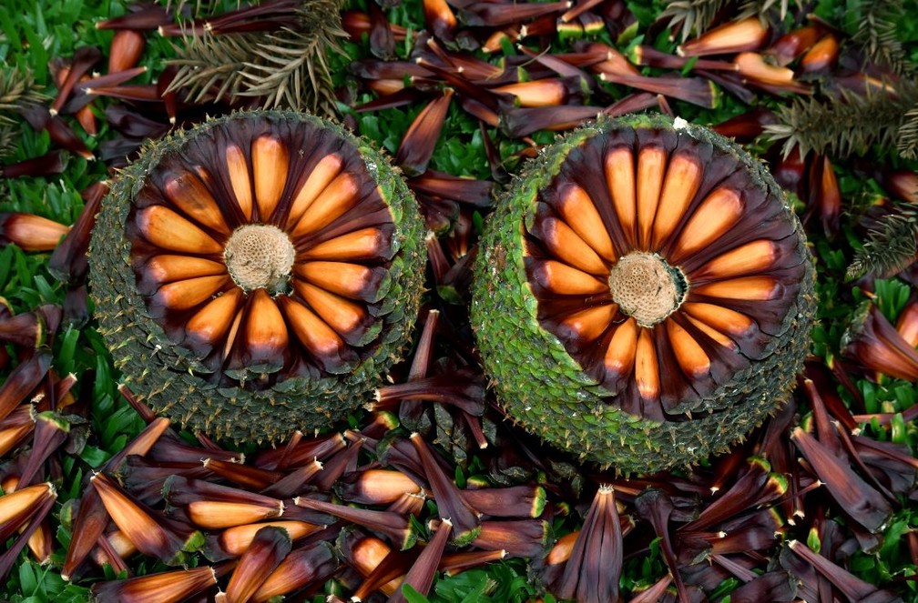 Pinhão cru e cozido apresentam variações nas propriedades nutricionais ...
