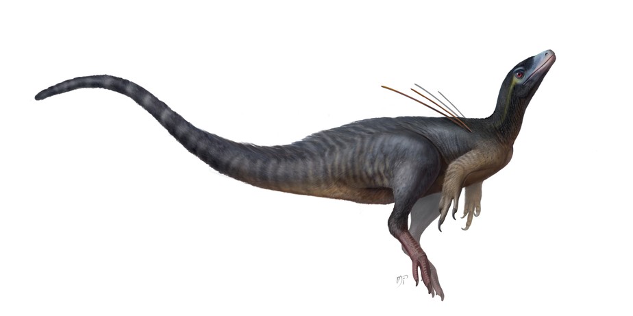 Dinossauro Ubirajara, que retornou da Alemanha, ajuda a revelar ...