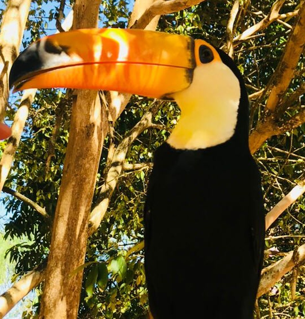 Apelidado de Tuca, tucanuçu interage com família no interior de São ...