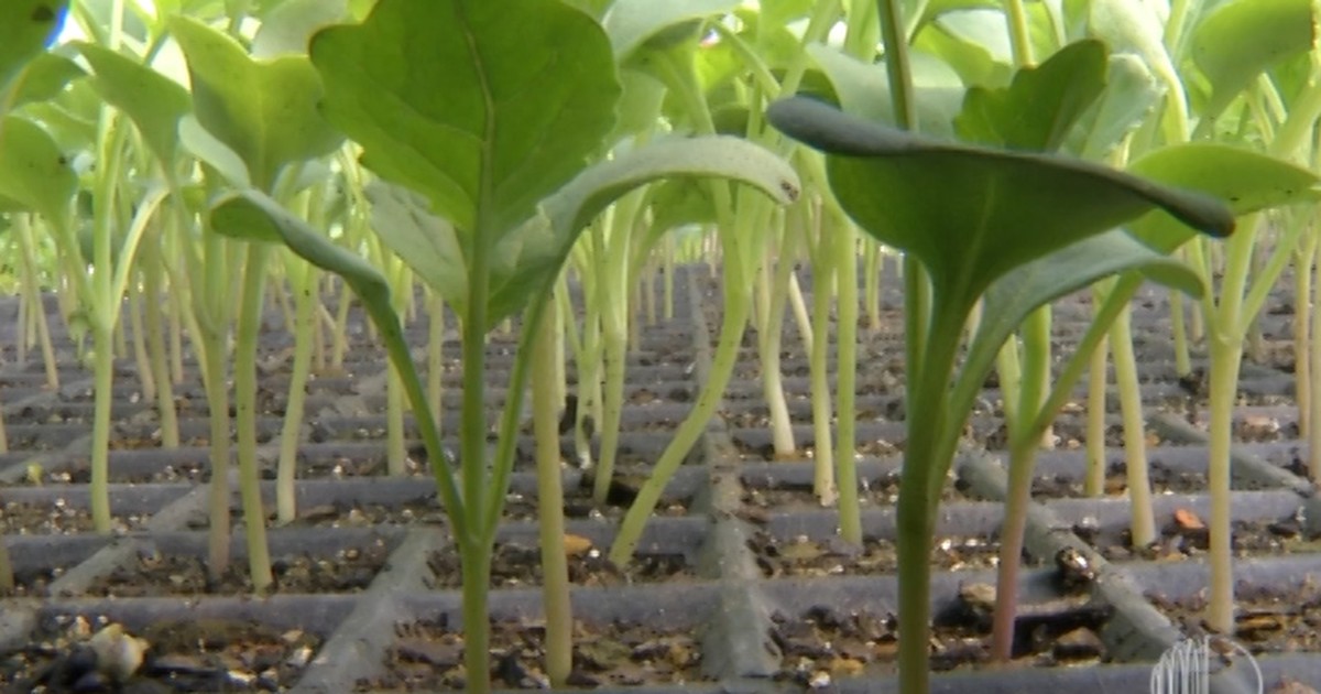 G1 - Crise econômica afeta produtores rurais do Alto Tietê - notícias ...