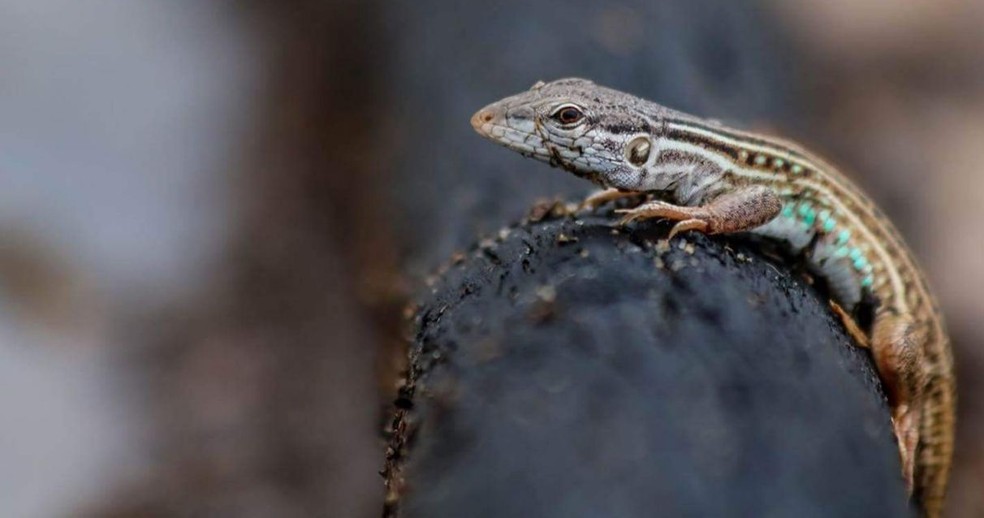 Registros da Caatinga revelam diversidade e vida | Terra da Gente | G1