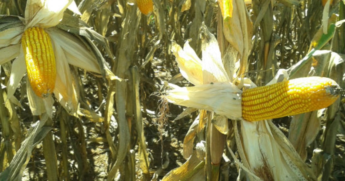 G1 - Safra de milho evolui em 45% da área no Rio Grande do Sul, diz ...