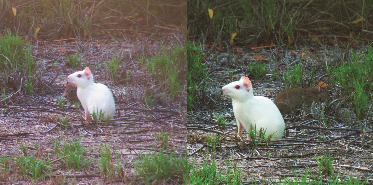 Inédito: preá-do-nordeste albino é registrado cientificamente pela ...