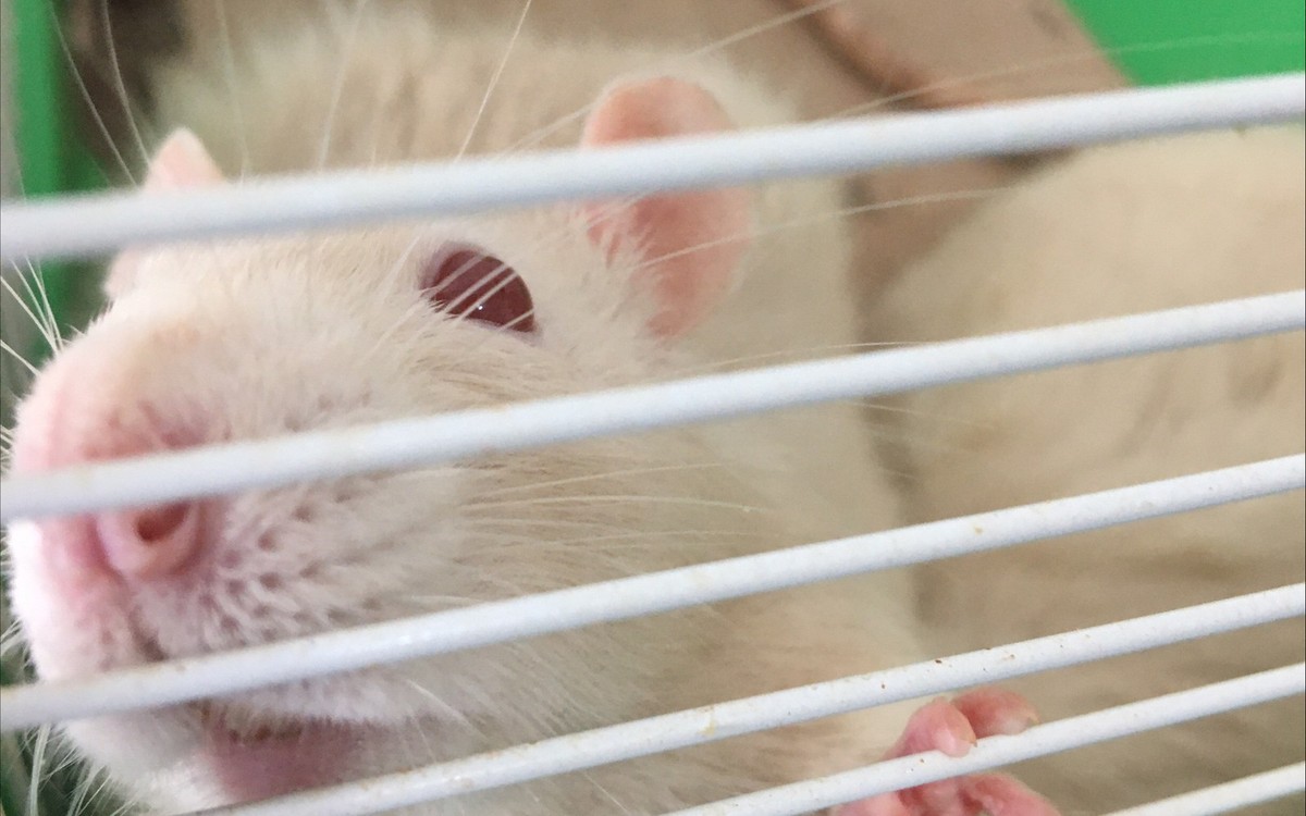 Ratos twister: você já ouviu falar? Veterinária explica sobre ...