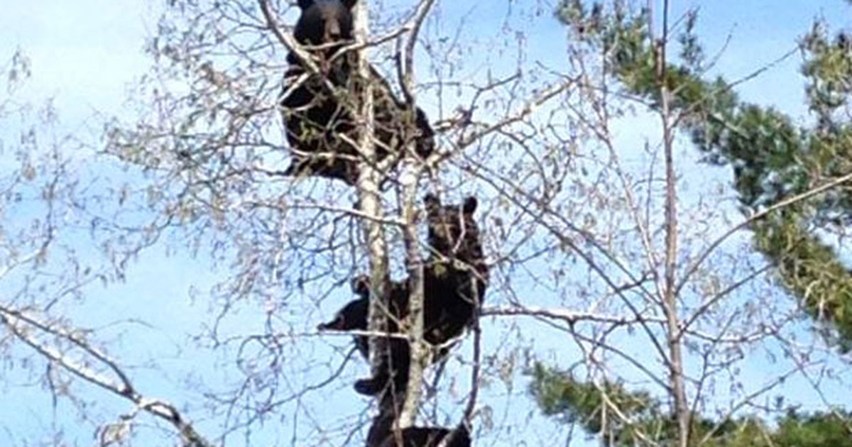G1 - Foto de quatro ursos 'empoleirados' em árvore nos EUA vira hit ...