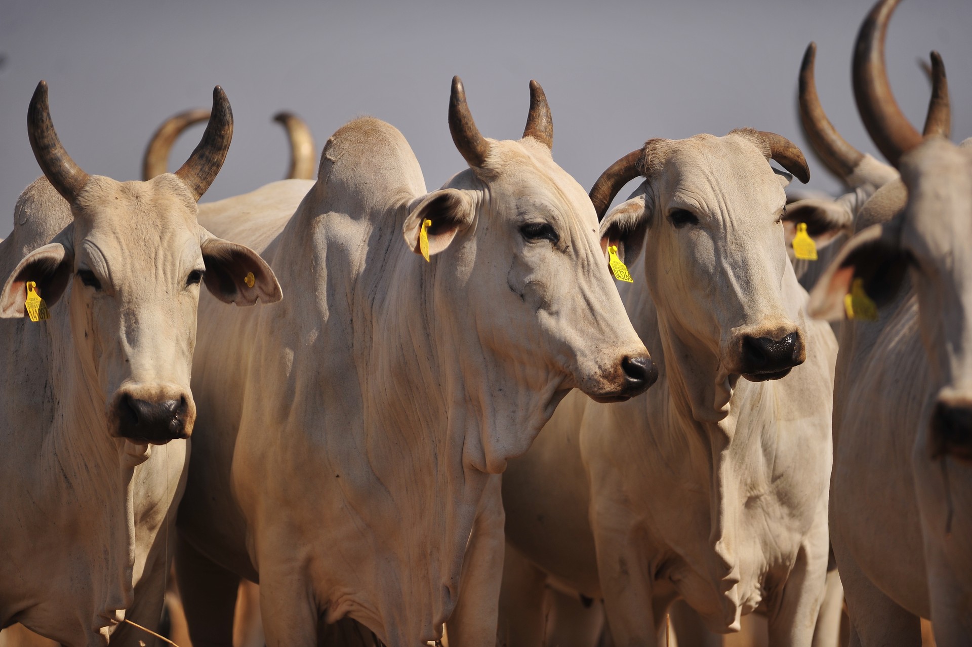 Exportação de carne alcança recorde de US$ 6 bi até novembro - Revista ...